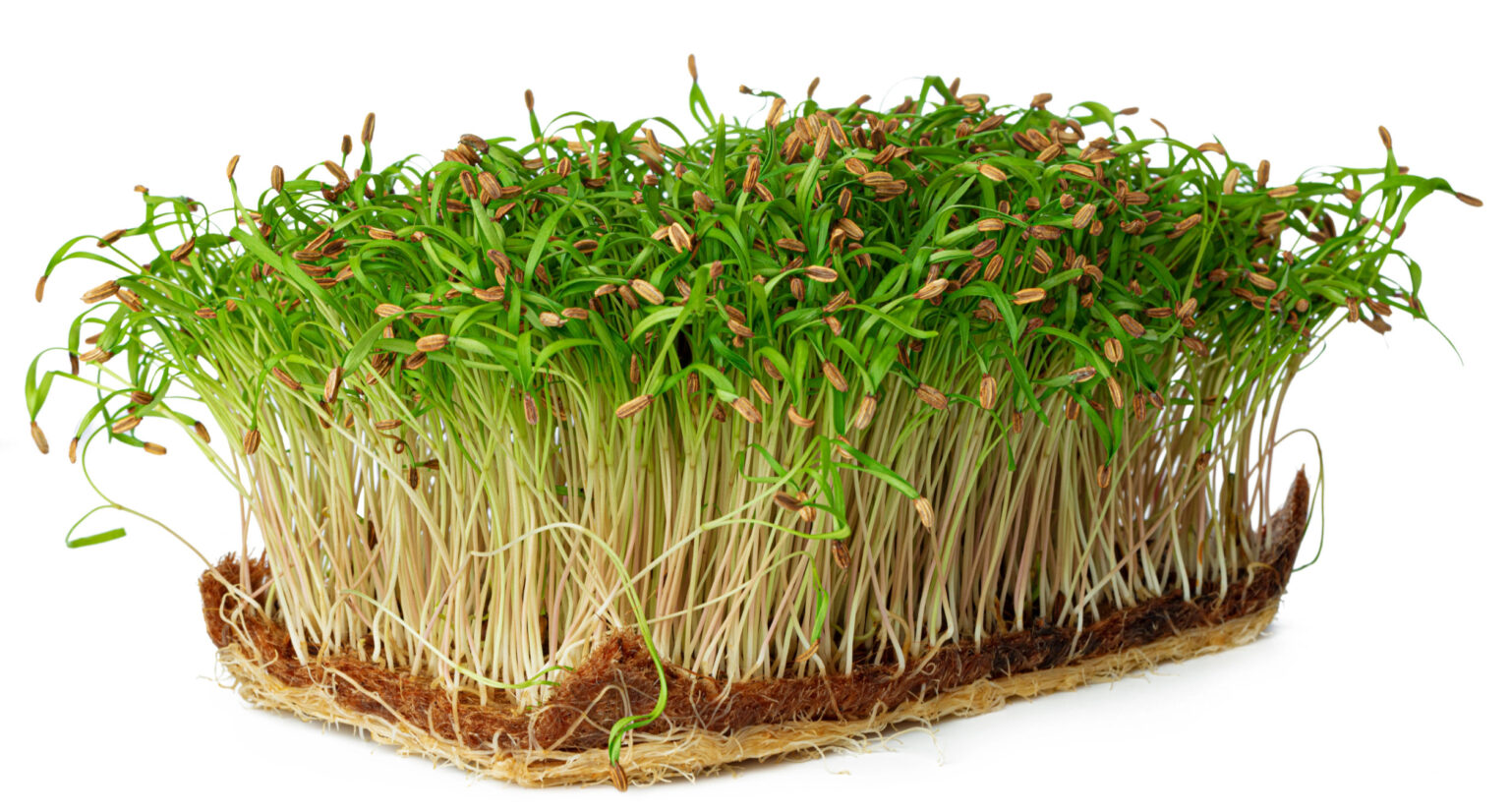 How to Sprout Quinoa - Microgreens and Sprouts