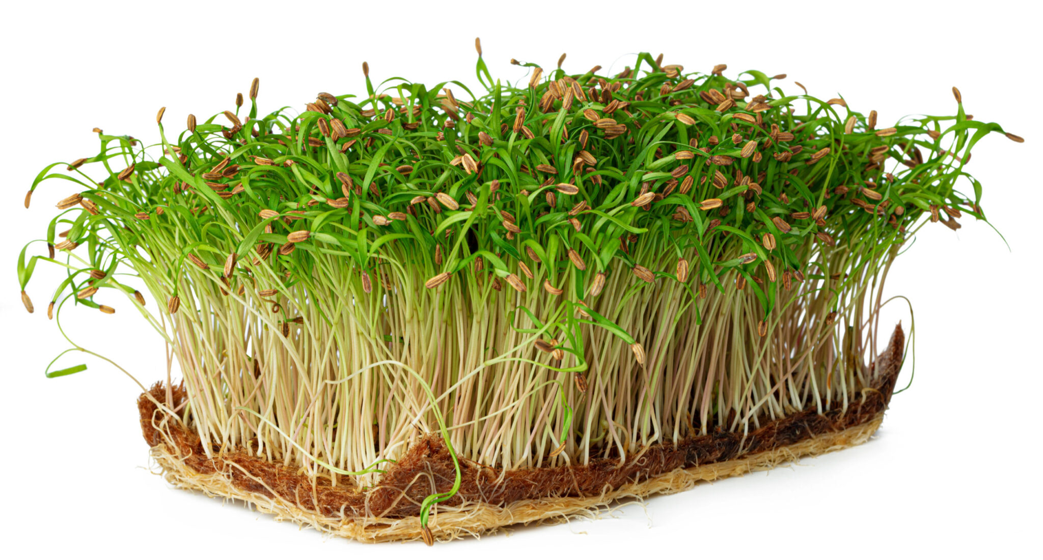 Benefits of Eating Sprouts | Microgreens and Sprouts