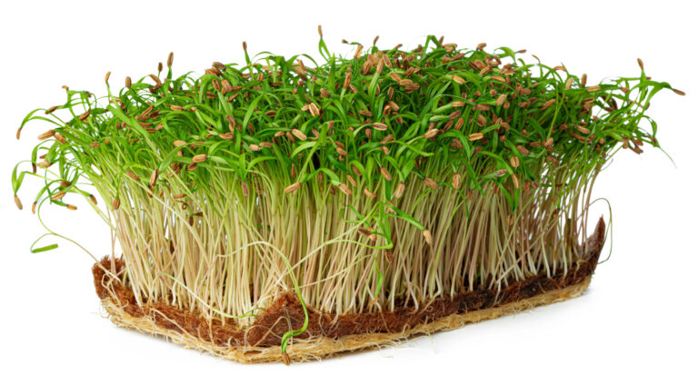 How to Sprout Quinoa | Microgreens and Sprouts