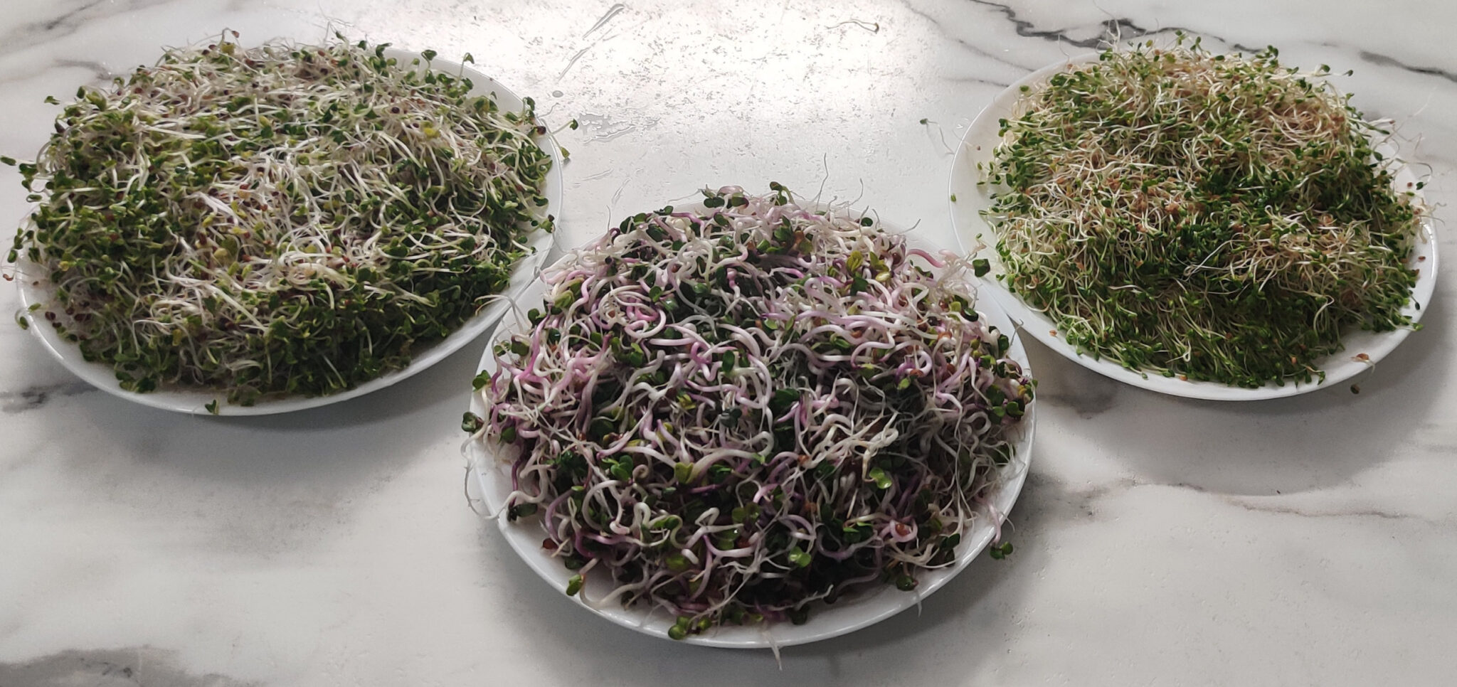 Step-by-Step Guide to Growing Sprouts at Home - Microgreens and Sprouts