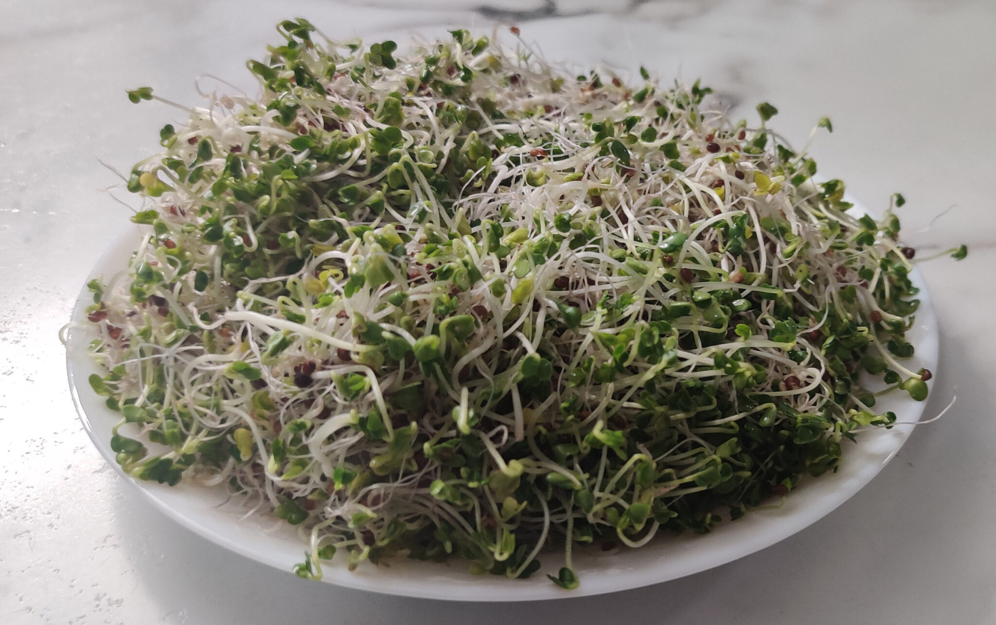 Step-by-Step Guide to Growing Sprouts at Home - Microgreens and Sprouts