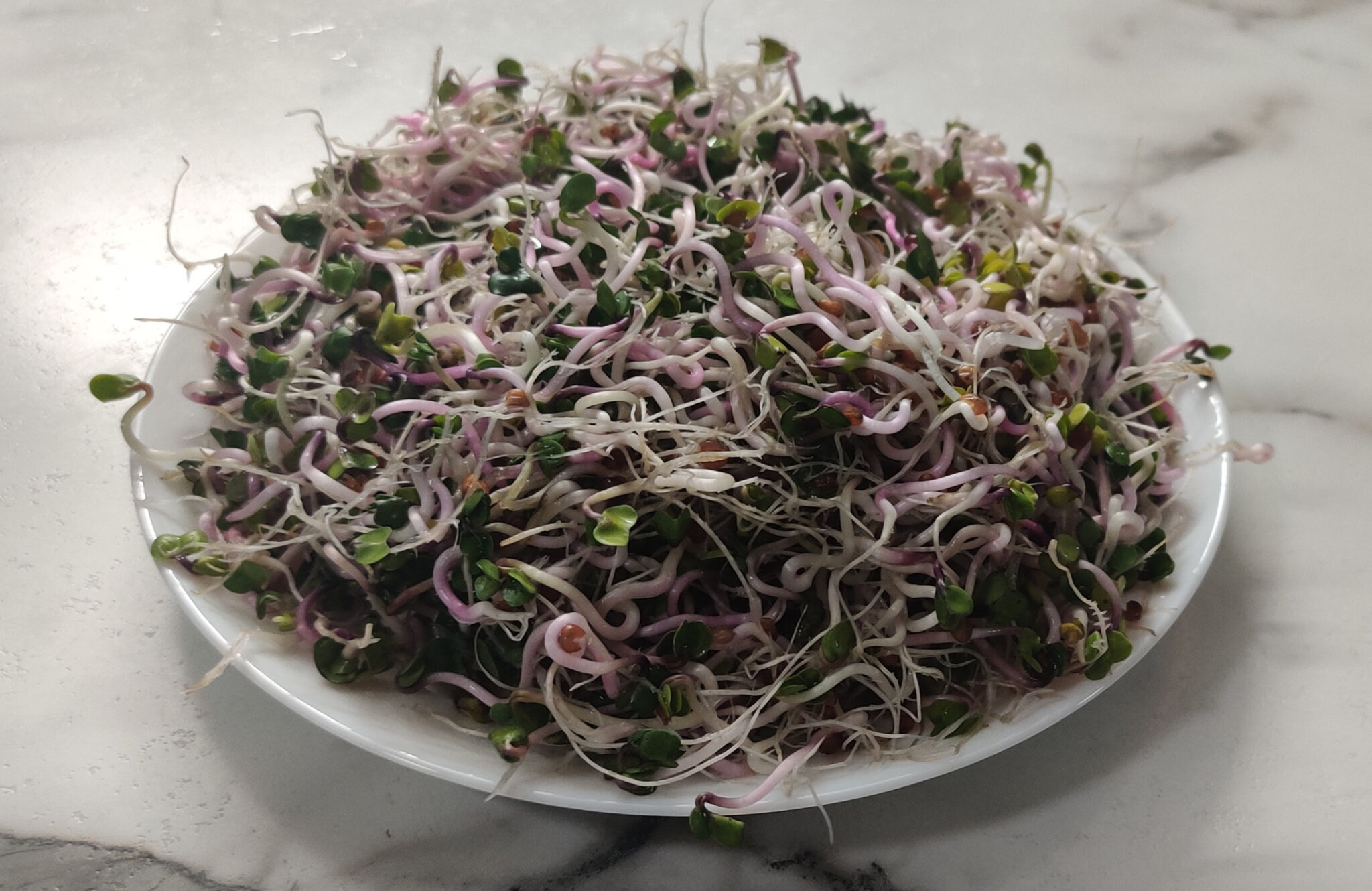Step-by-Step Guide to Growing Sprouts at Home - Microgreens and Sprouts