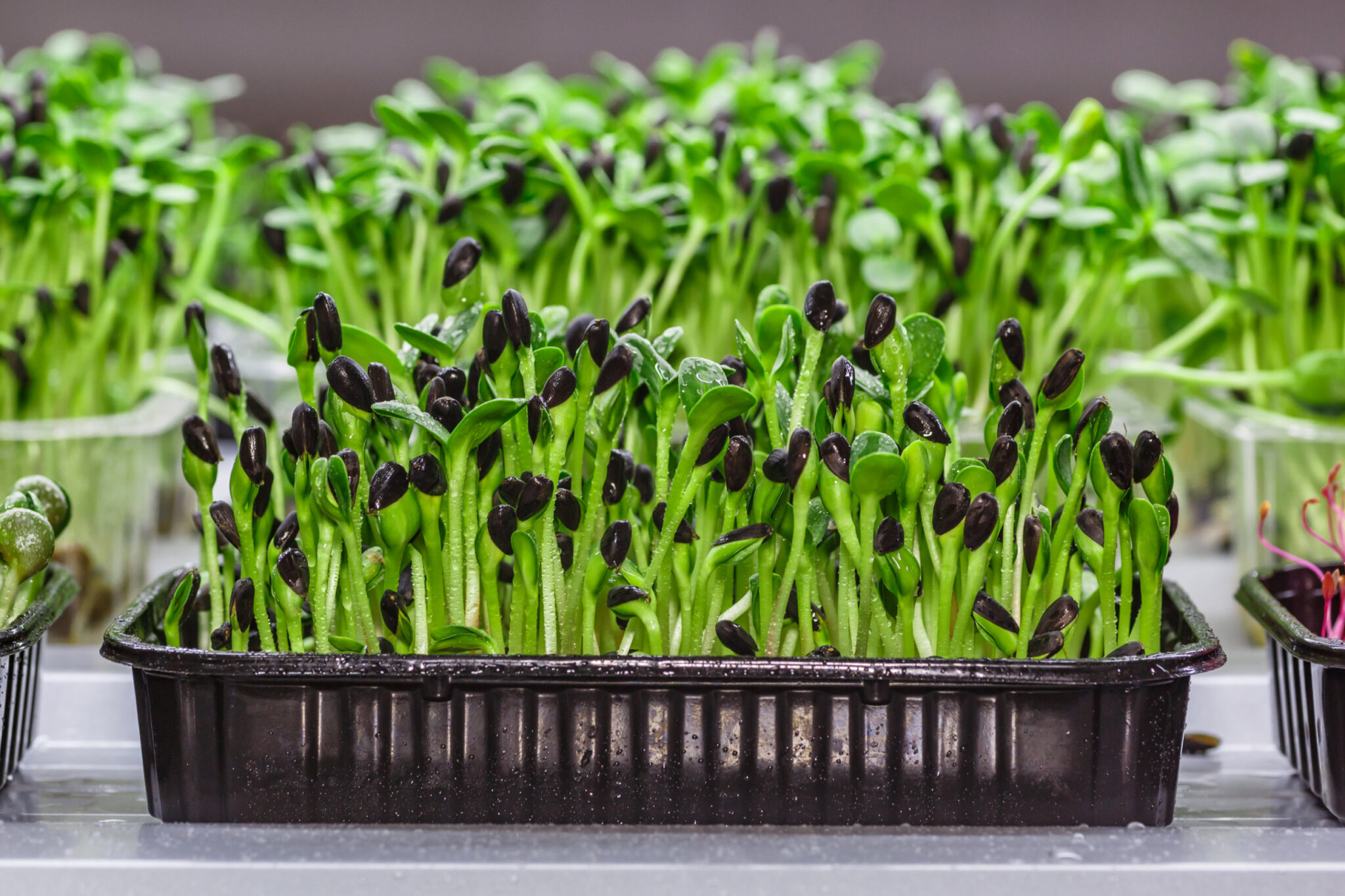 Step-by-Step Guide to Growing Sprouts at Home - Microgreens and Sprouts