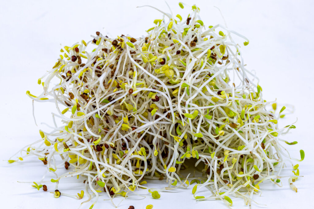Step-by-Step Guide to Growing Sprouts at Home - Microgreens and Sprouts