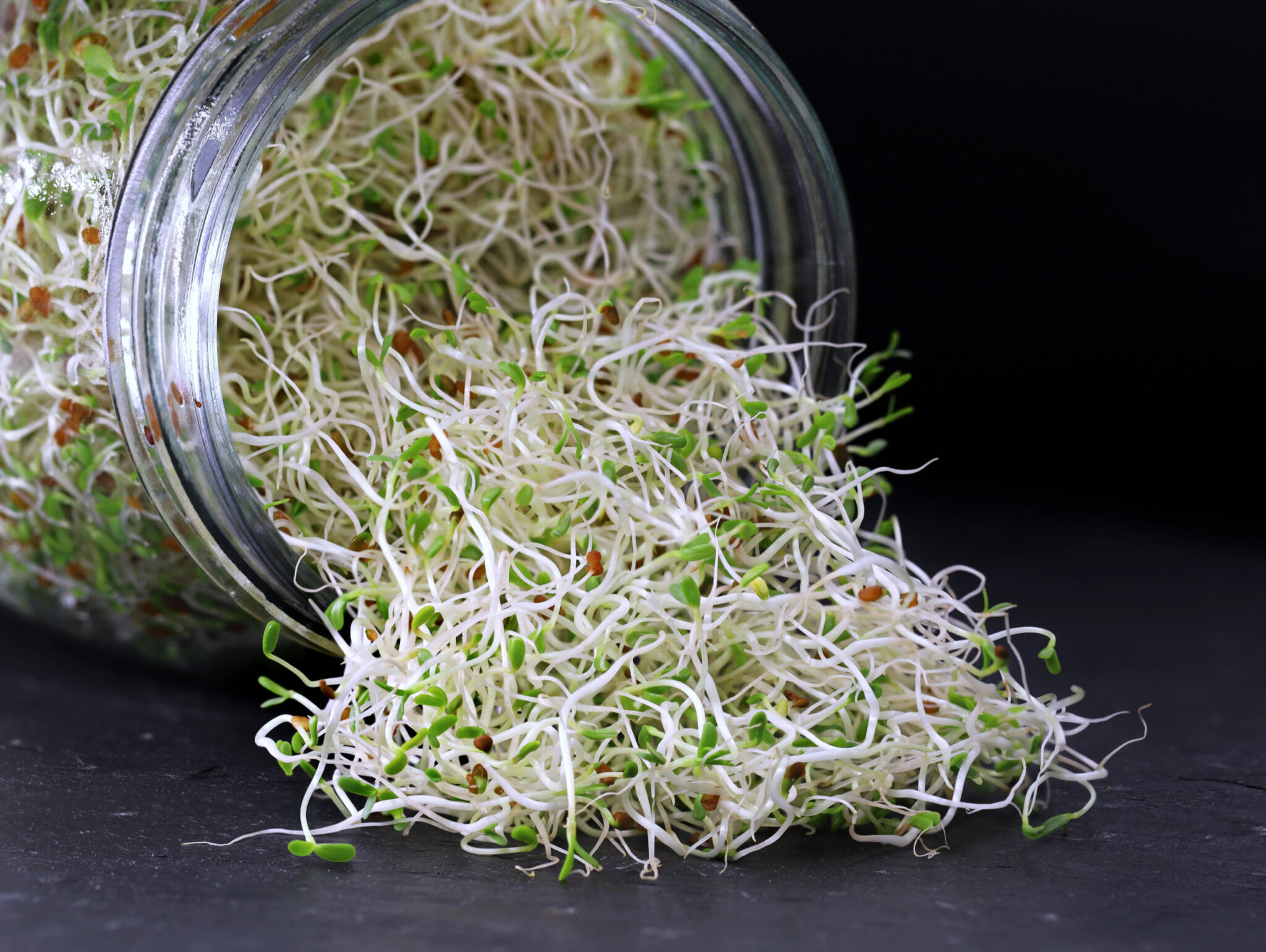 How to Sprout Sunflower | Microgreens and Sprouts