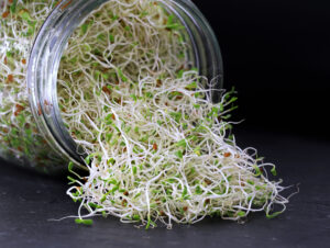 How to Sprout Quinoa | Microgreens and Sprouts